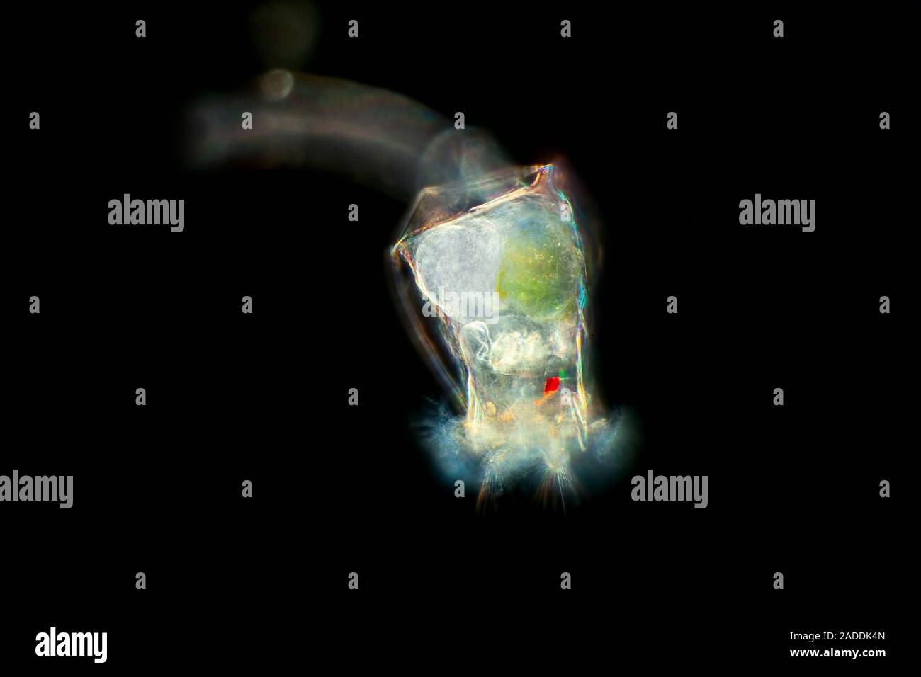 Brachionus rotifer (centre). Darkfield contrast light micrograph of a ...