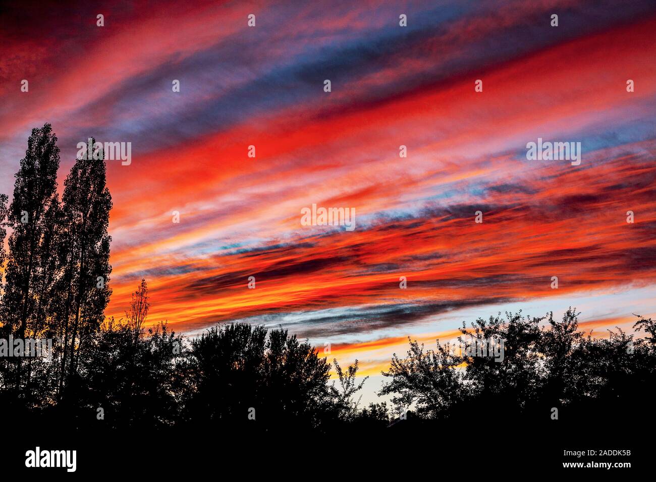 Altocumulus clouds at sunset. These are altocumulus stratiformis ...
