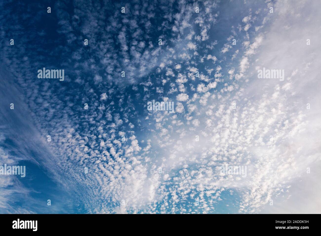 Altocumulus stratiformis clouds in summer. Altocumulus clouds occur at ...