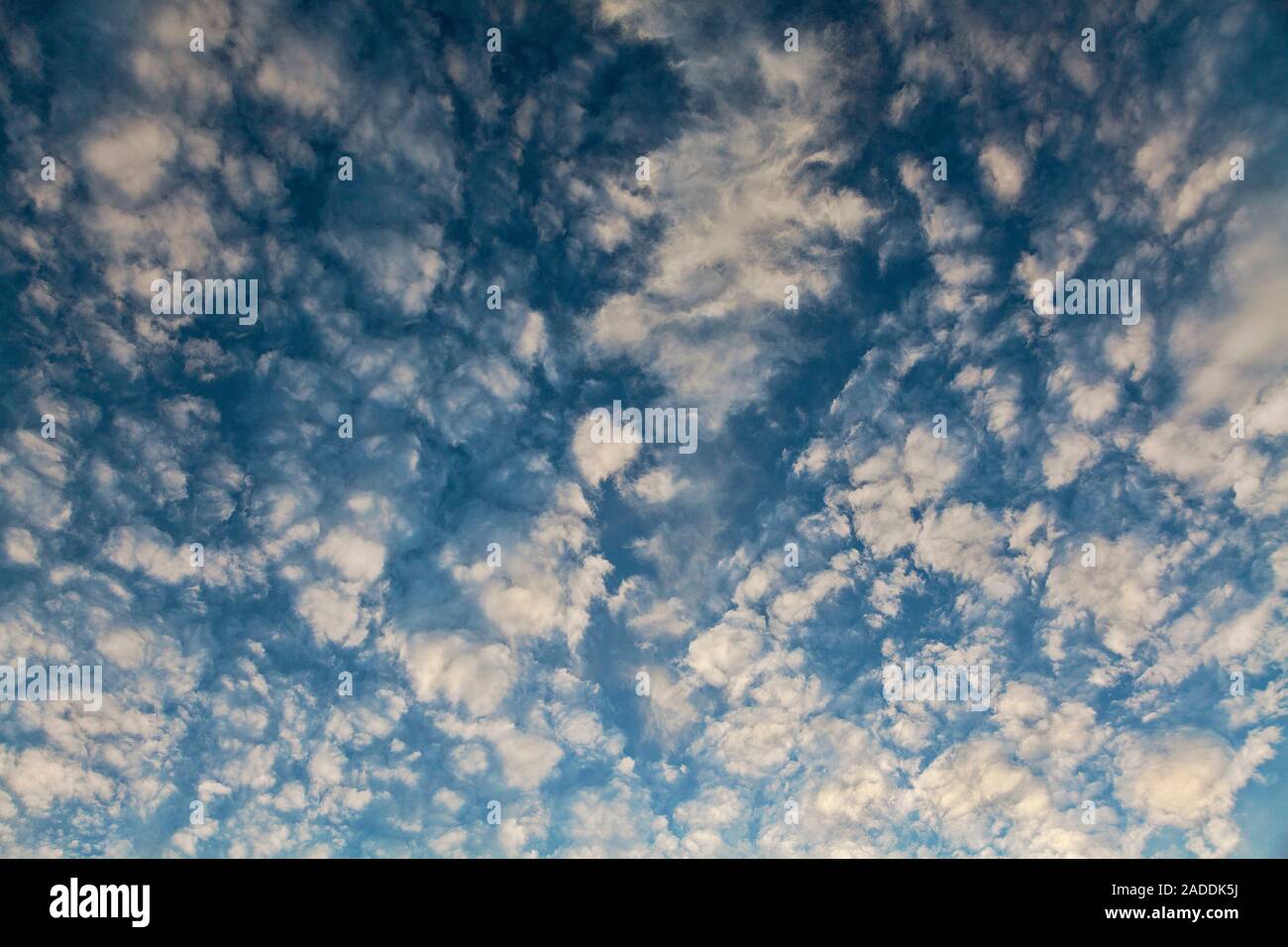 Altocumulus stratiformis clouds in summer. Altocumulus clouds occur at ...