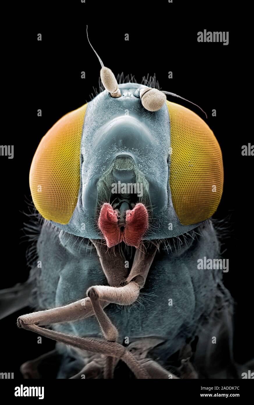 Coloured scanning electron micrograph (SEM) of a hoverfly, also called ...