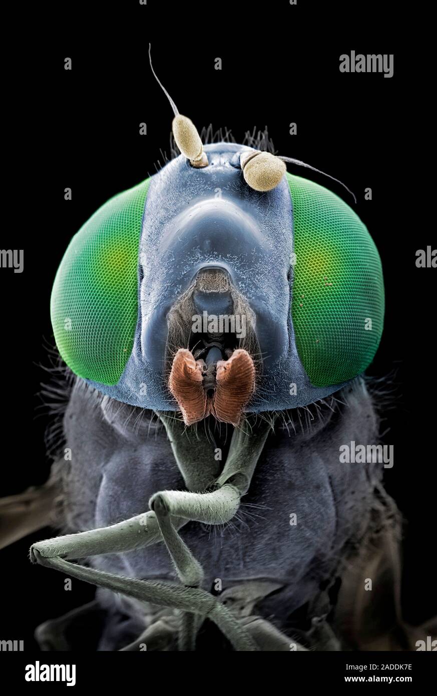 Coloured scanning electron micrograph (SEM) of a hoverfly, also called ...