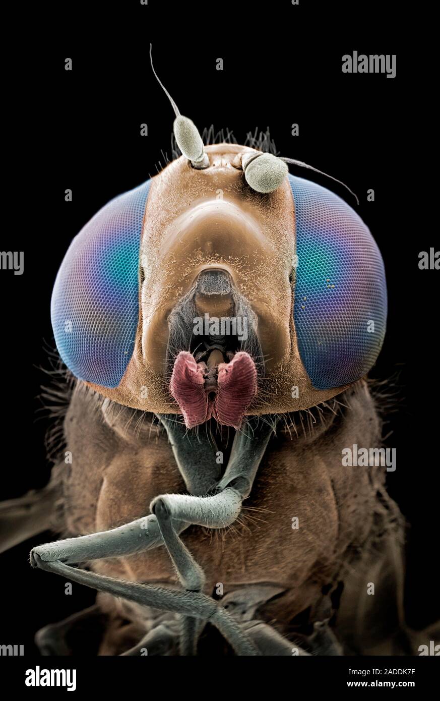 Coloured scanning electron micrograph (SEM) of a hoverfly, also called ...