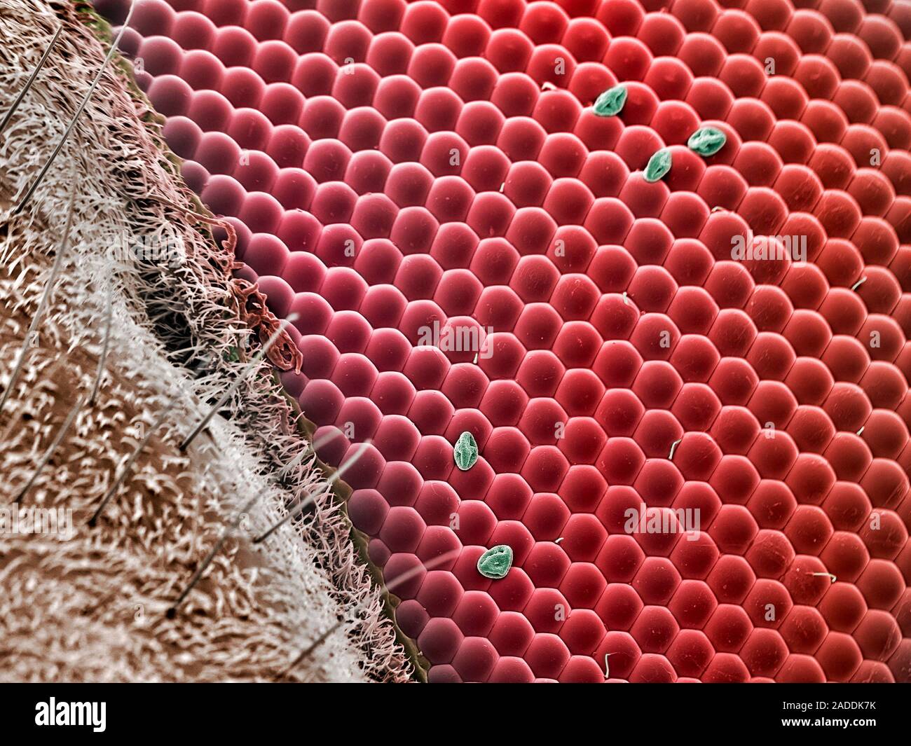 Coloured scanning electron micrograph (SEM) of part of the compound eye ...