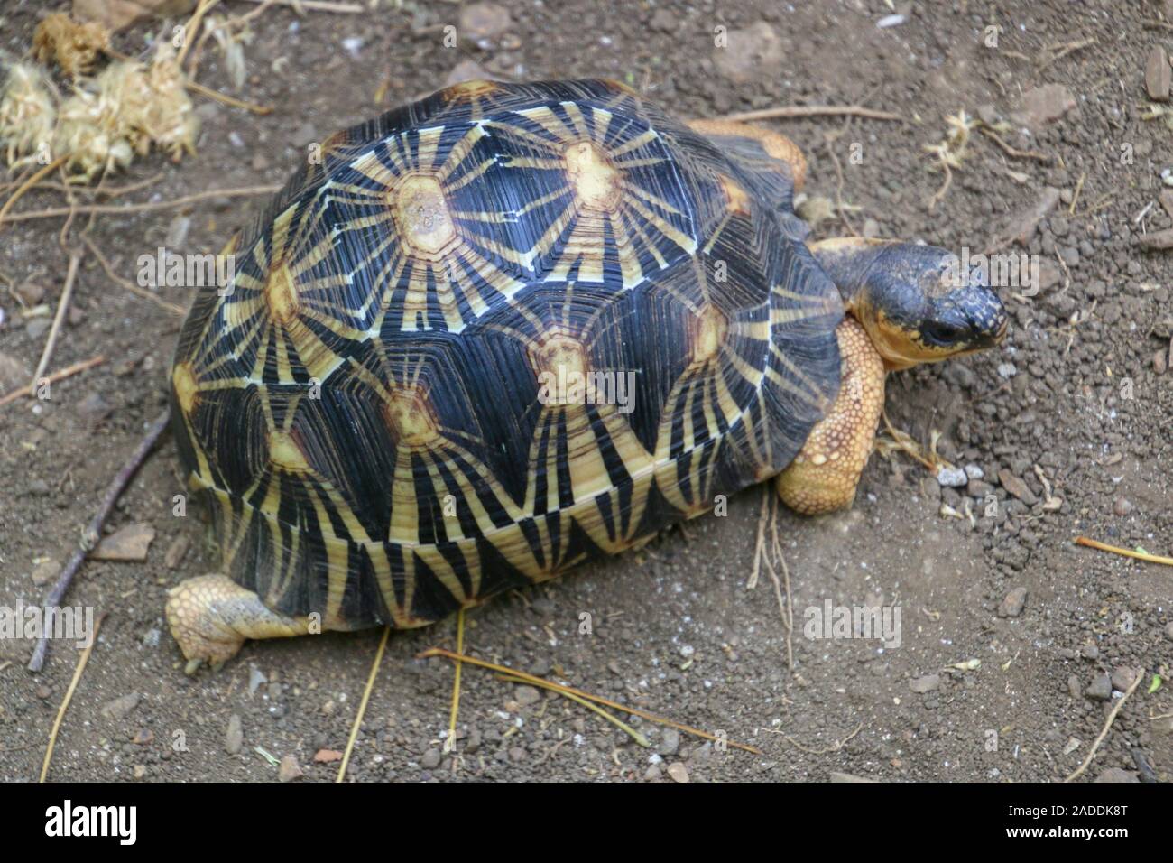 Radiated tortoise (Geochelone radiata) also known as 'Sokatra'. The ...