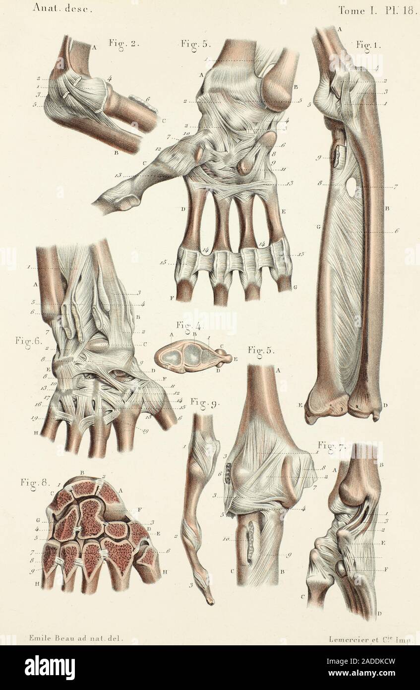 Elbow and wrist anatomy, 1866 illustrations. This page is plate 18 from ...