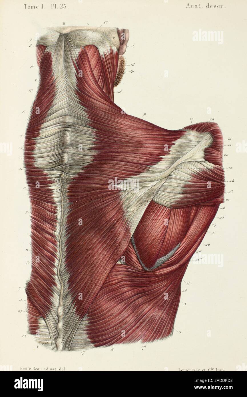 Upper back muscles, 1866 illustration. This page is plate 25 from the ...