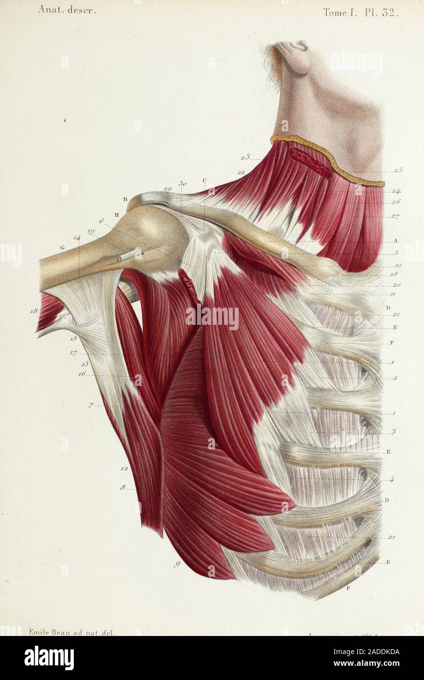 Second layer of chest-shoulder muscles, 1866 illustration. This page is ...