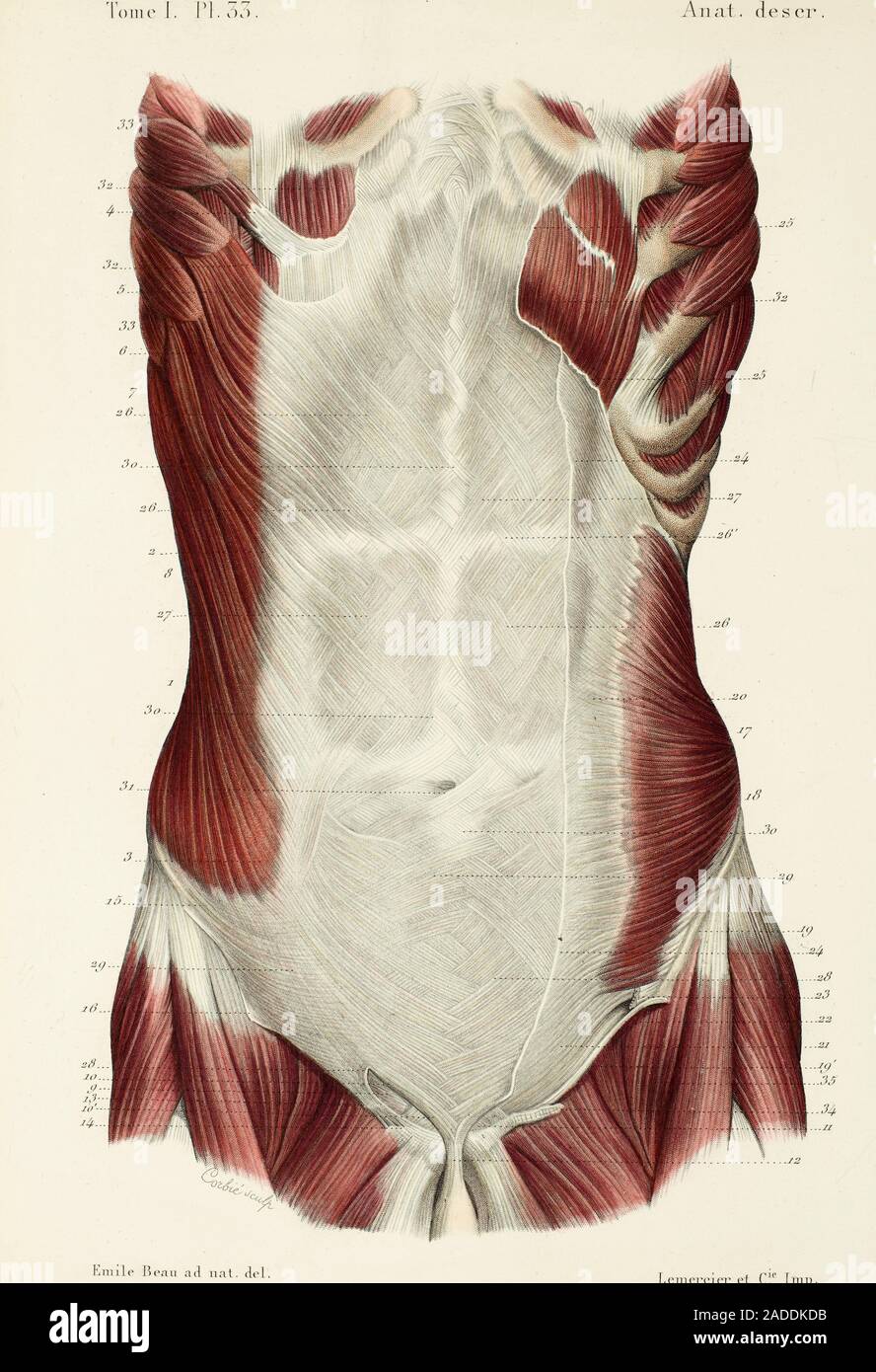 Abdominal muscles, 1866 illustration. This page is plate 33 from the ...
