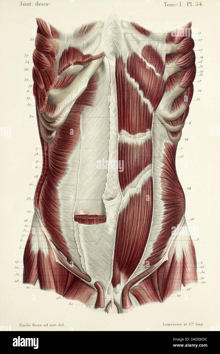 Second layer of abdominal muscles, 1866 illustration. This page is ...