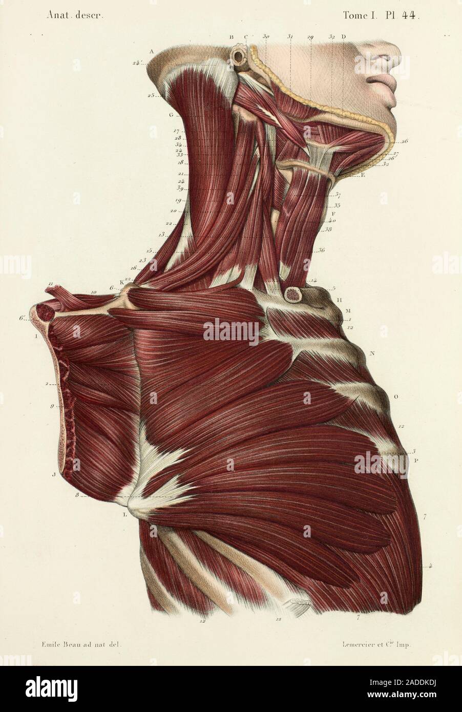 Second layer of neck and chest muscles, 1866 illustration. This page is ...