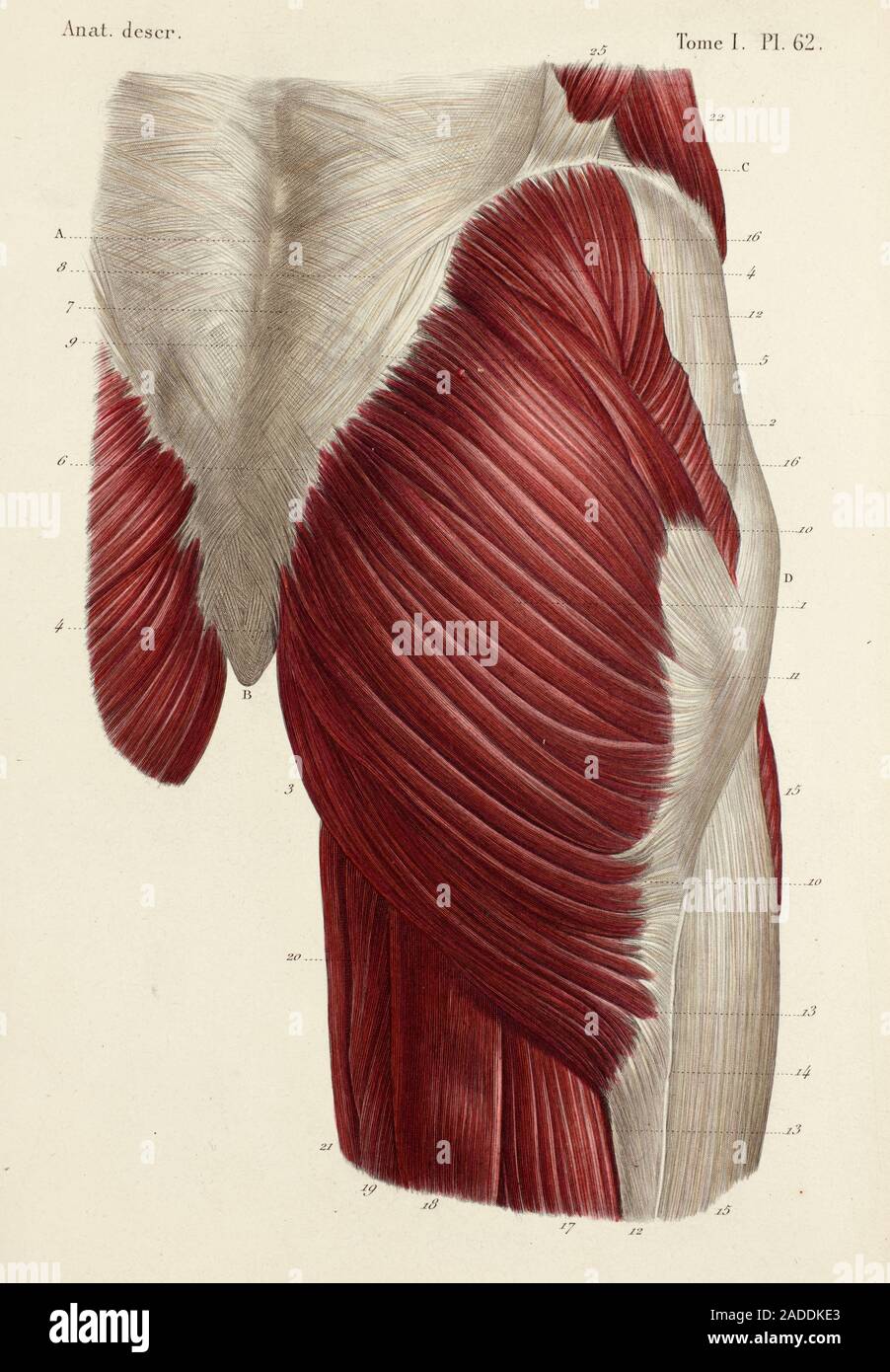 Buttock muscles, 1866 illustration. This page is plate 62 from the ...