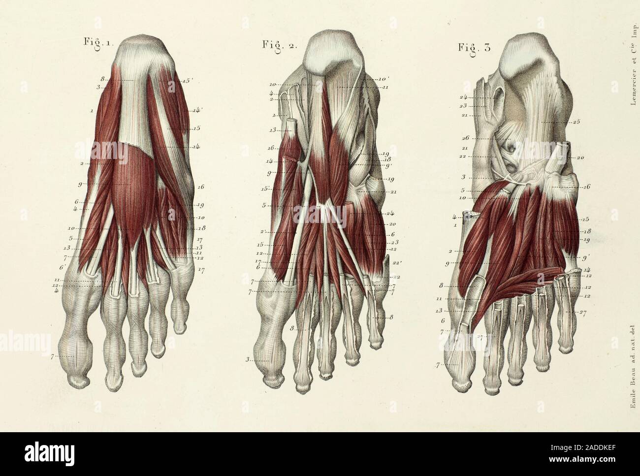 Three layers of foot muscles, 1866 illustrations. This page is plate 82 ...