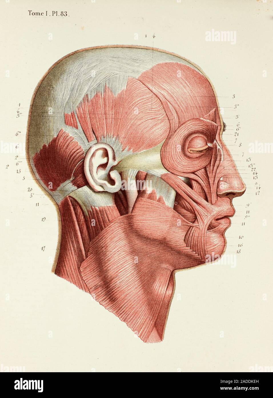 Face muscles, 1866 illustration. This page is plate 83 from the first ...