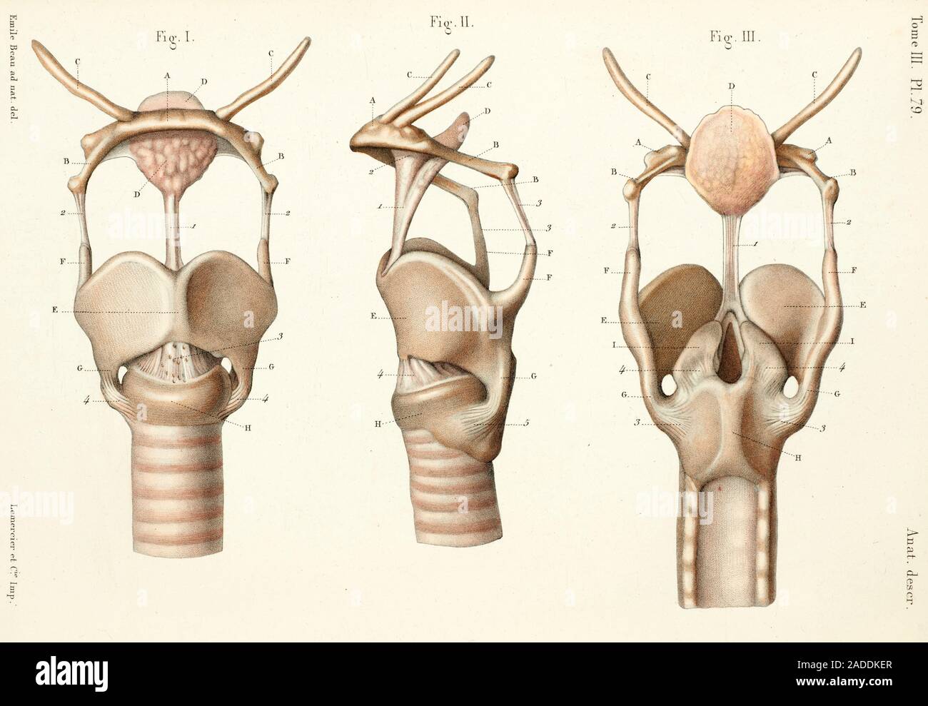Larynx articulation anatomy, 1866 illustrations. This page is plate 79 ...