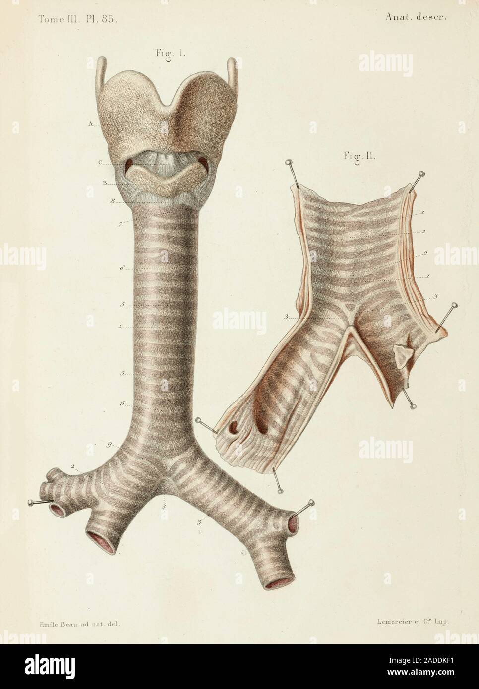 Trachea and bronchi anatomy, 1866 illustrations. This page is plate 85 ...