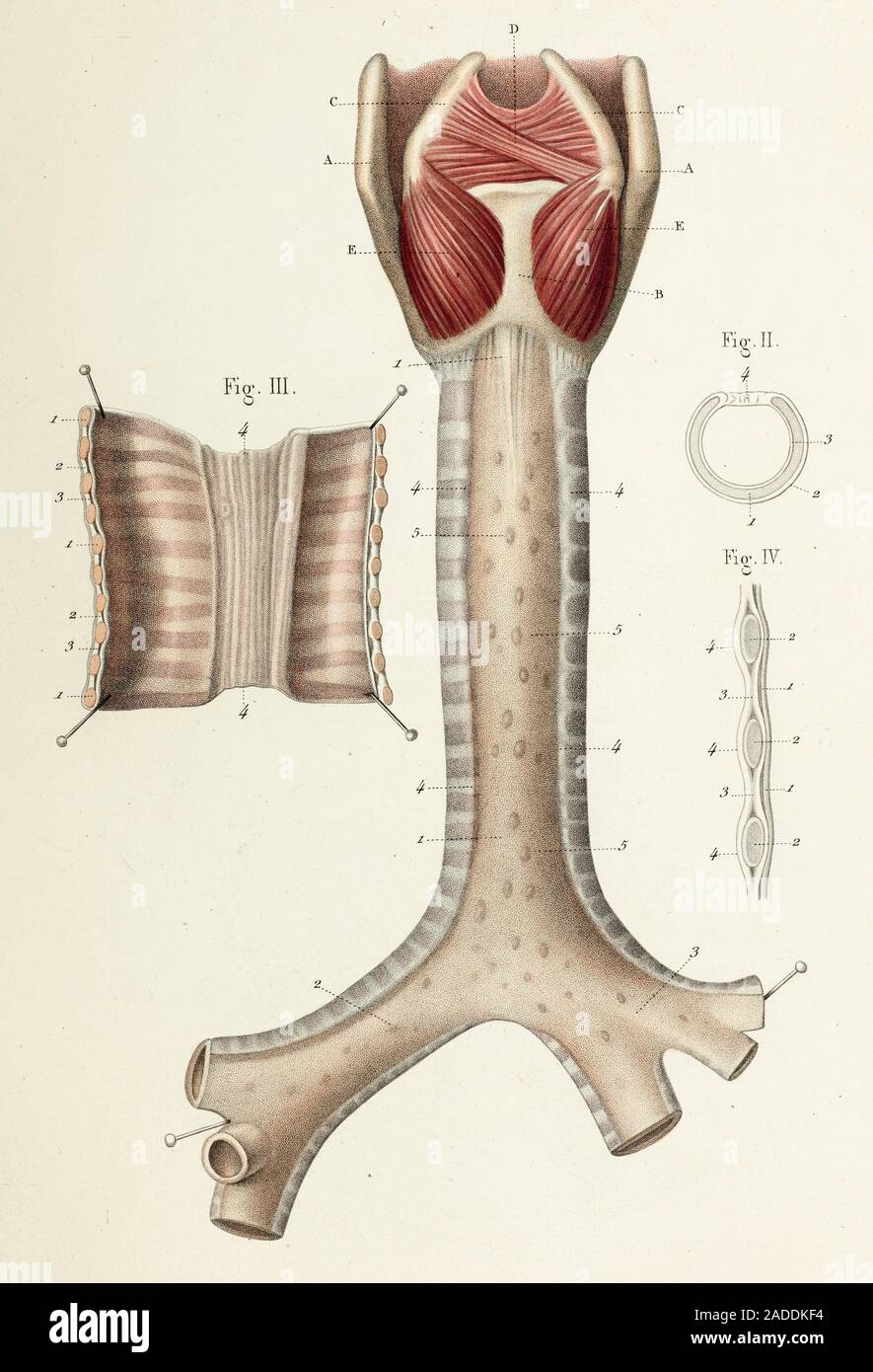 Trachea and bronchi anatomy, 1866 illustrations. This page is plate 86 ...