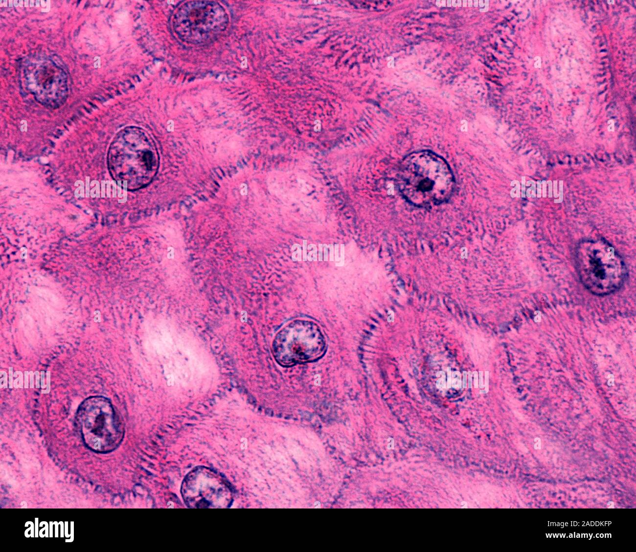 Microscopio De La Epidermis Humana 9.529 Skin Cells Stock Photos,
