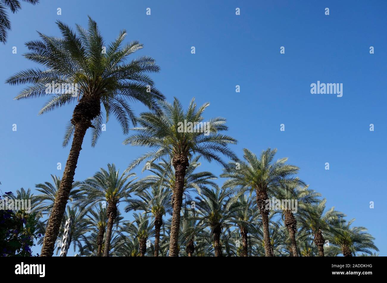 Date palm (Phoenix dactylifera) plantation, Israel Stock Photo - Alamy