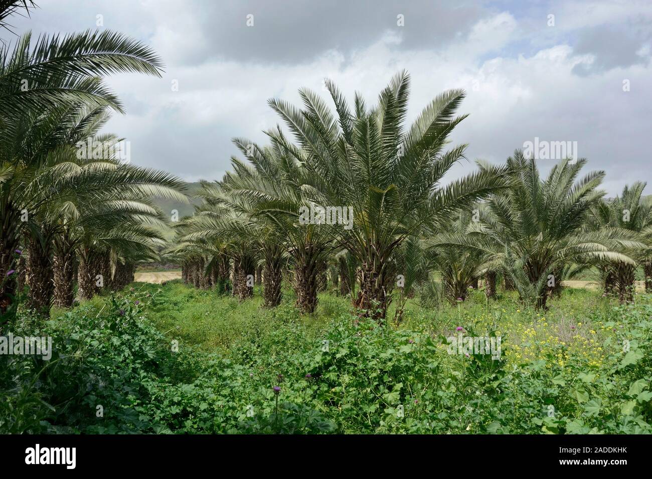 Date palm (Phoenix dactylifera) plantation, Israel Stock Photo - Alamy