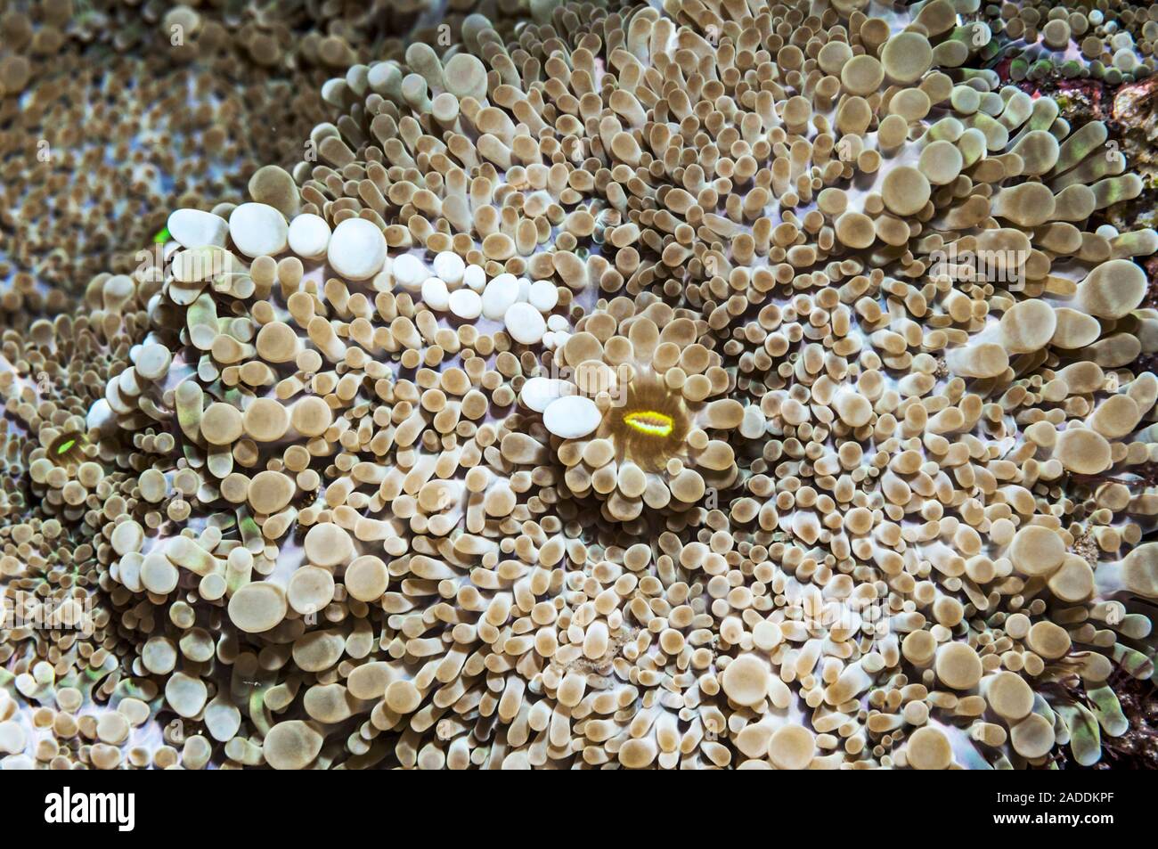 Corallimorph from the family Discosomatidae. Photographed in Lembeh ...