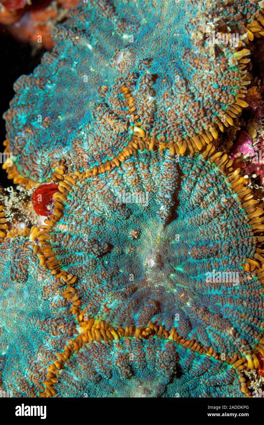 Corallimorph from the family Discosomatidae. Photographed in Lembeh ...