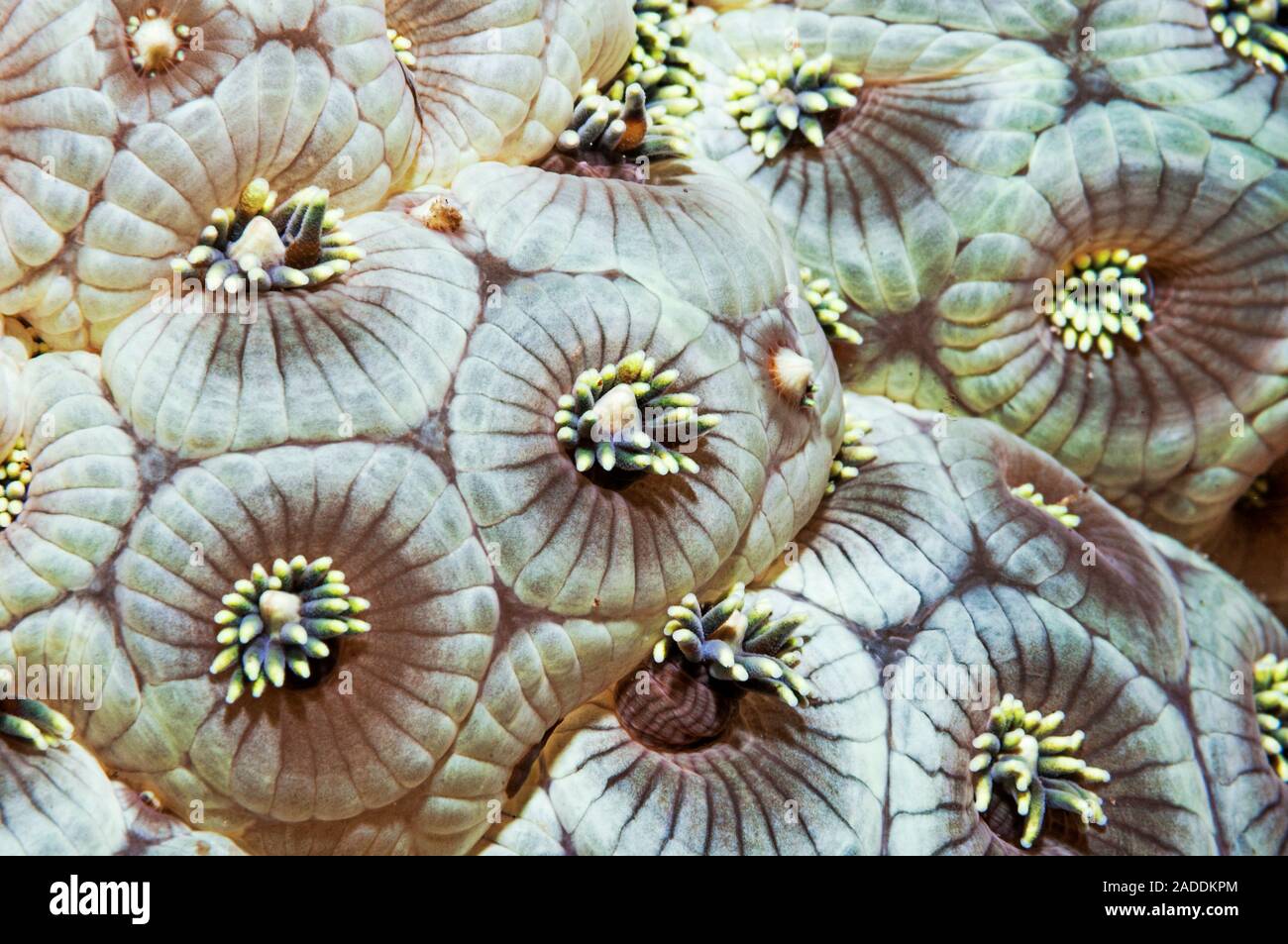 Goniopora coral polyps. Close-up of partially retracted Goniopora coral ...