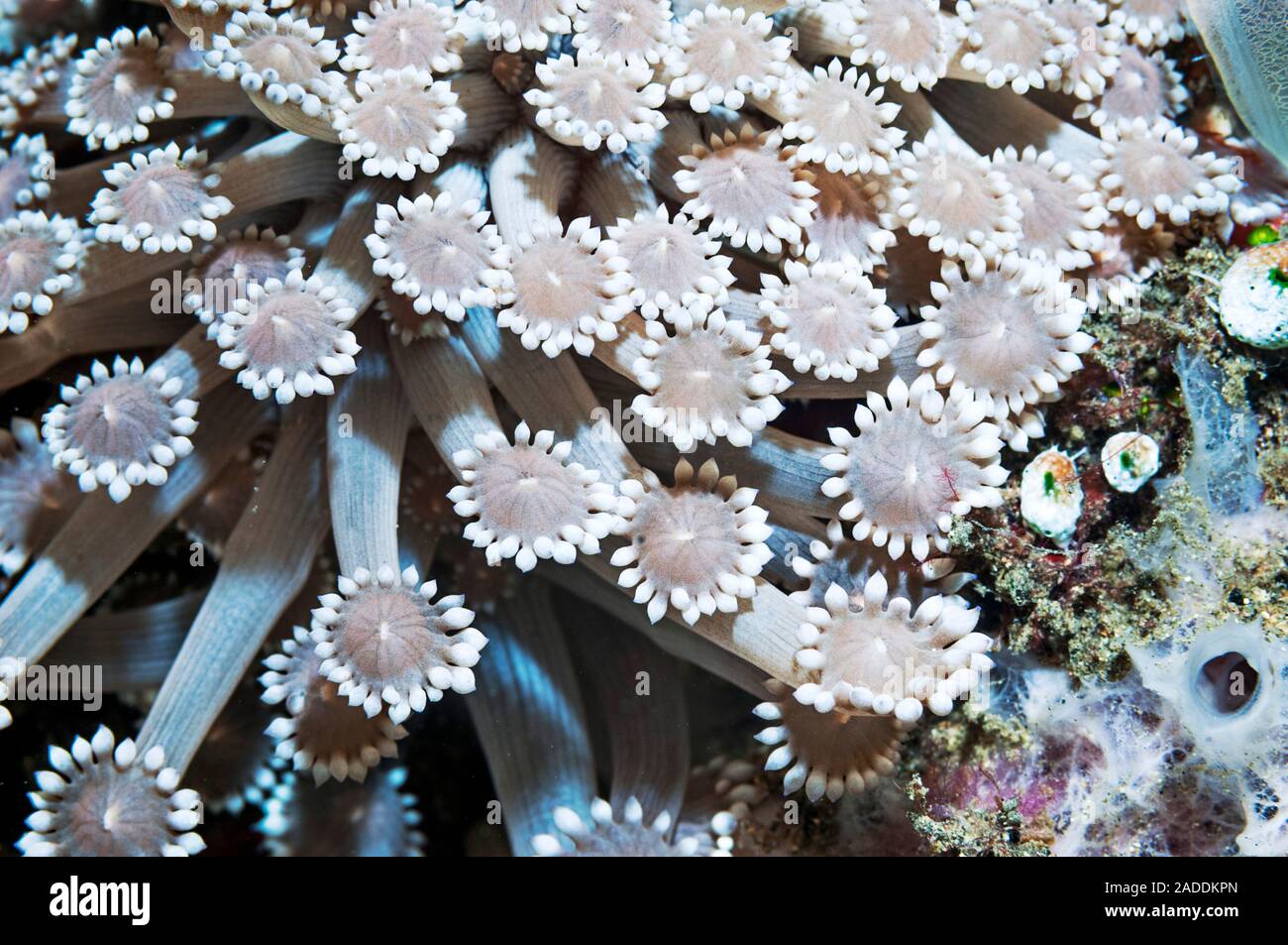 Goniopora coral polyps. Close-up of extended Goniopora coral polyps ...