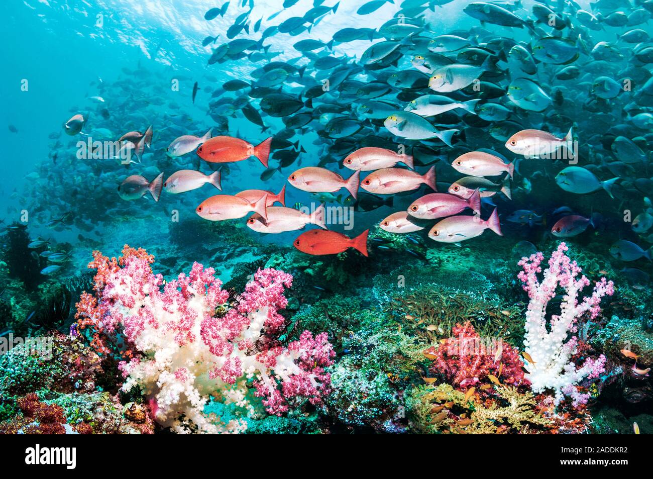 Pinjalo snappers over a coral reef. Pinjalo snappers (Pinjalo pinjalo ...