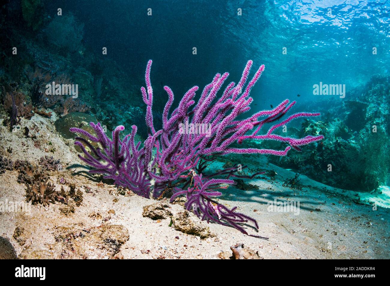 Gorgonian on a coral reef. Photographed in West Papua, Indonesia Stock ...