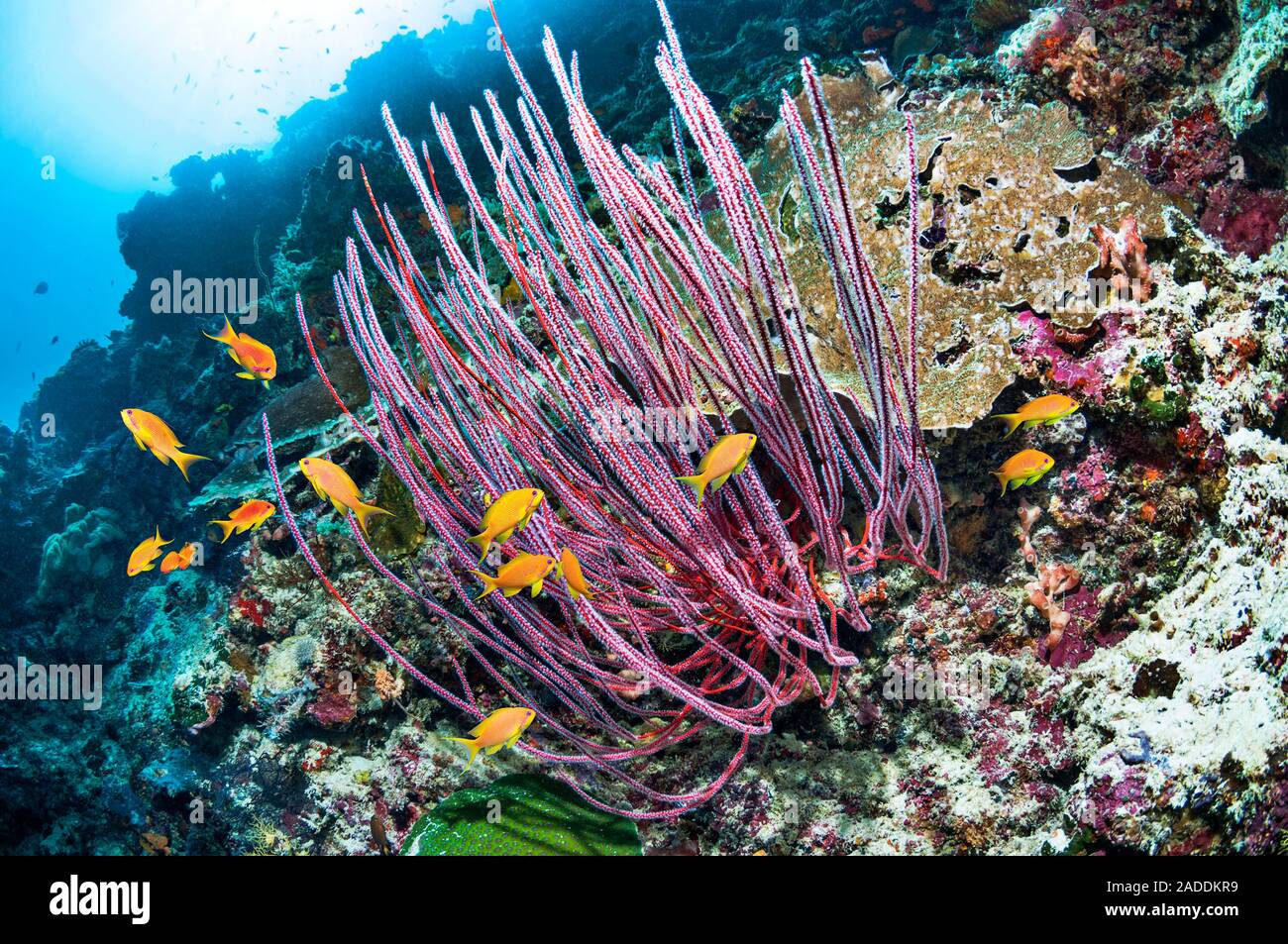 Gorgonian and reef fish. Gorgonian (Ellisella ceratophyta) with ...