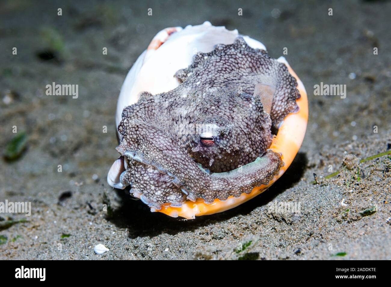 Coconut octopus (Amphioctopus marginatus) in a helmet shell. This ... Coconut octopus (Amphioctopus marginatus) in a helmet shell. This ...