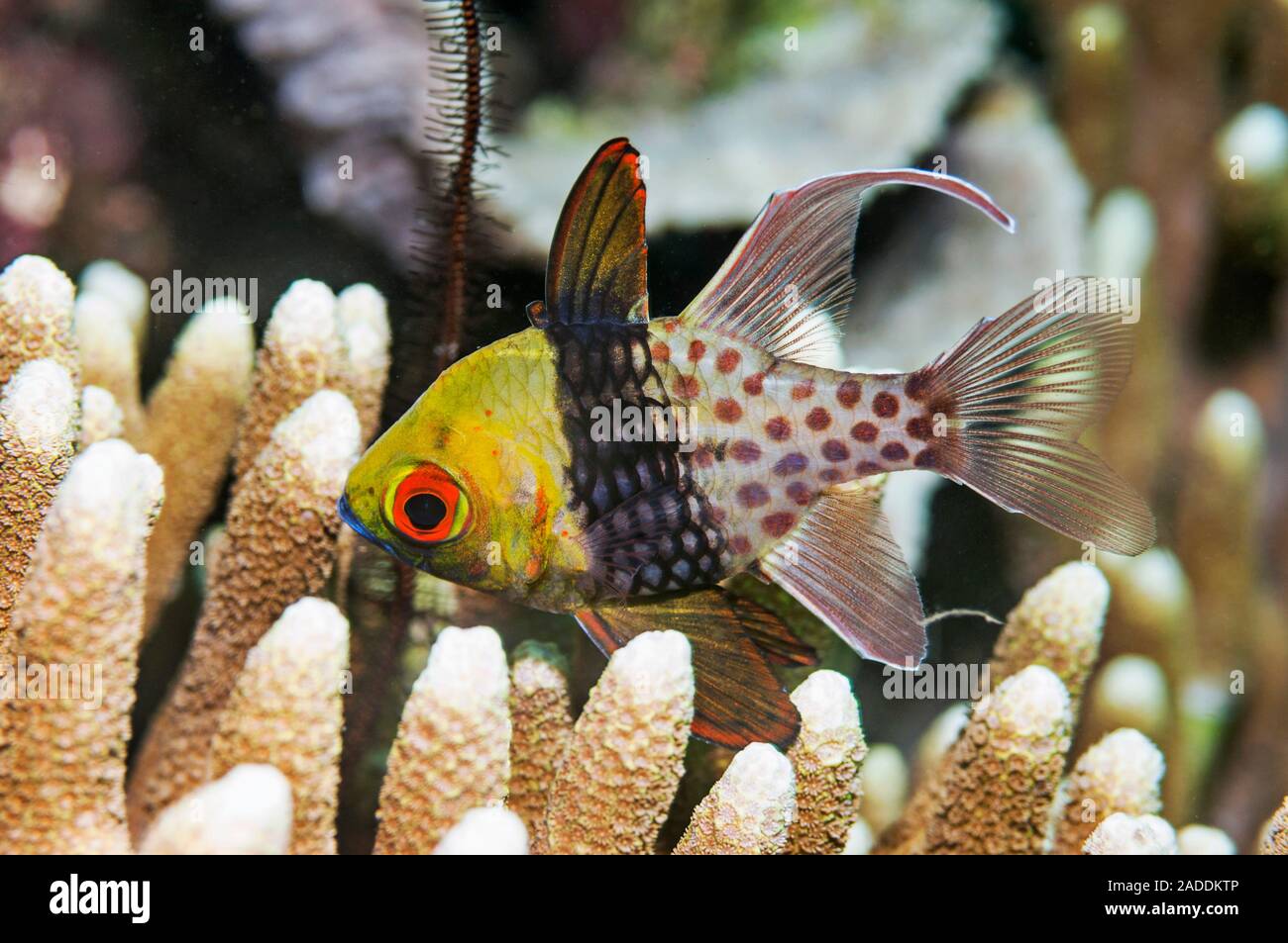 Pajama cardinalfish (Sphaeramia nematoptera). Photographed in Lembeh ...