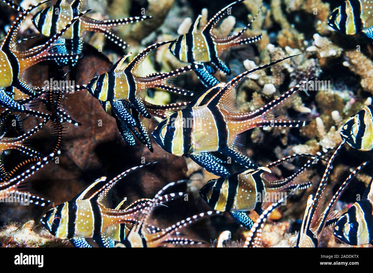 Banggai cardinalfish (Pterapogon kauderni). Until recently, these fish ...