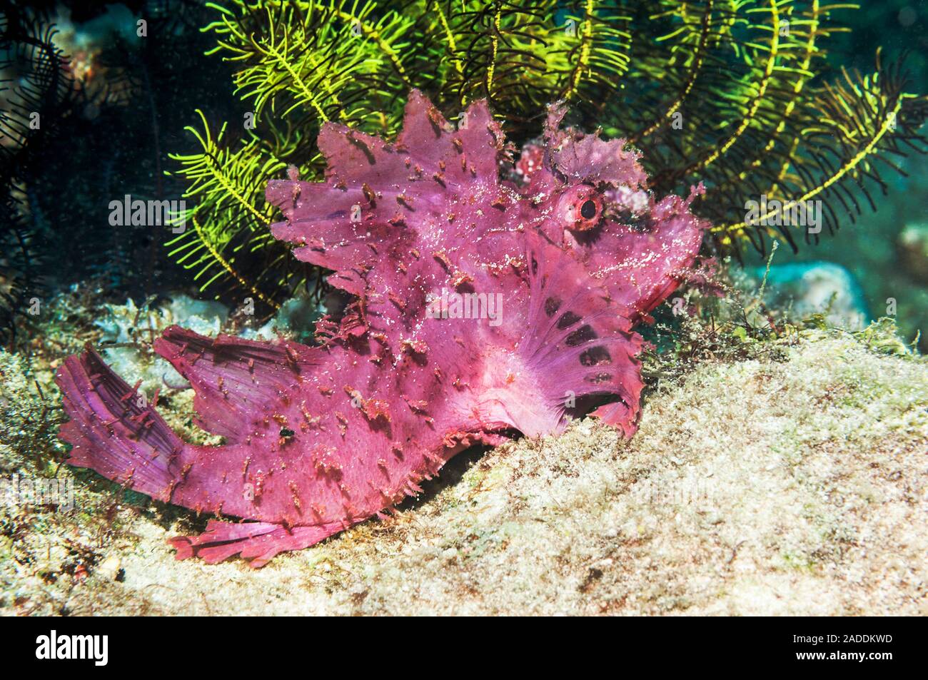 Paddle-flap scorpionfish (Rhinopias eschmeyeri). Photographed in Puerto ...