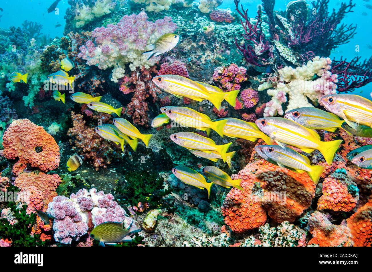 Bigeye snappers (Lutjanus lutjanus) forming a school over a coral reef ...