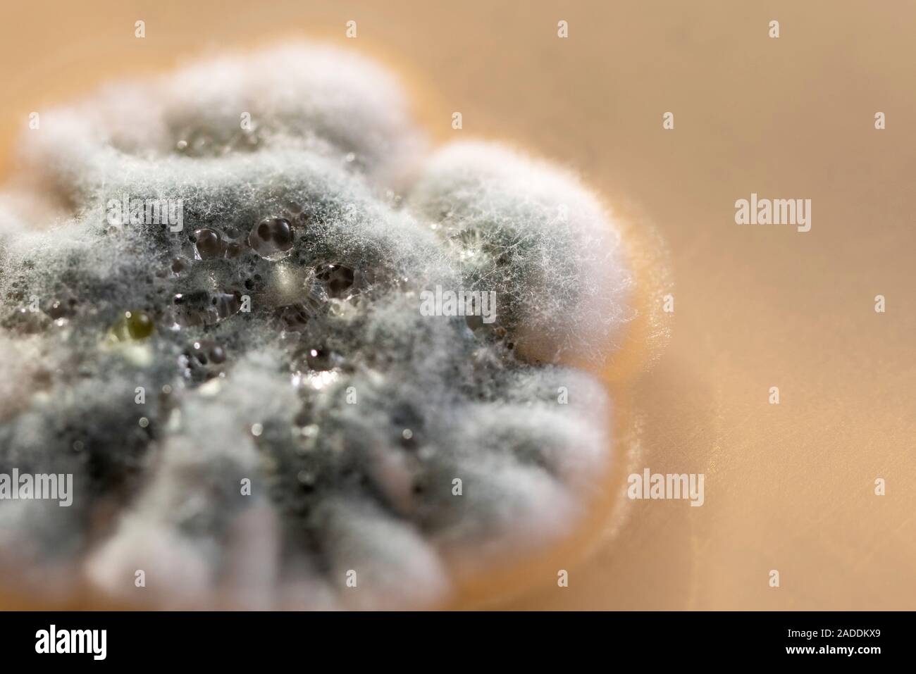 Placa De Penicillium Notatum 418 Penicillium Notatum Stock Photos,