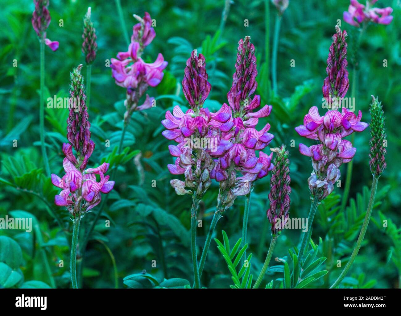 Common sainfoin (Onobrychis viciifolia) flowers Stock Photo - Alamy