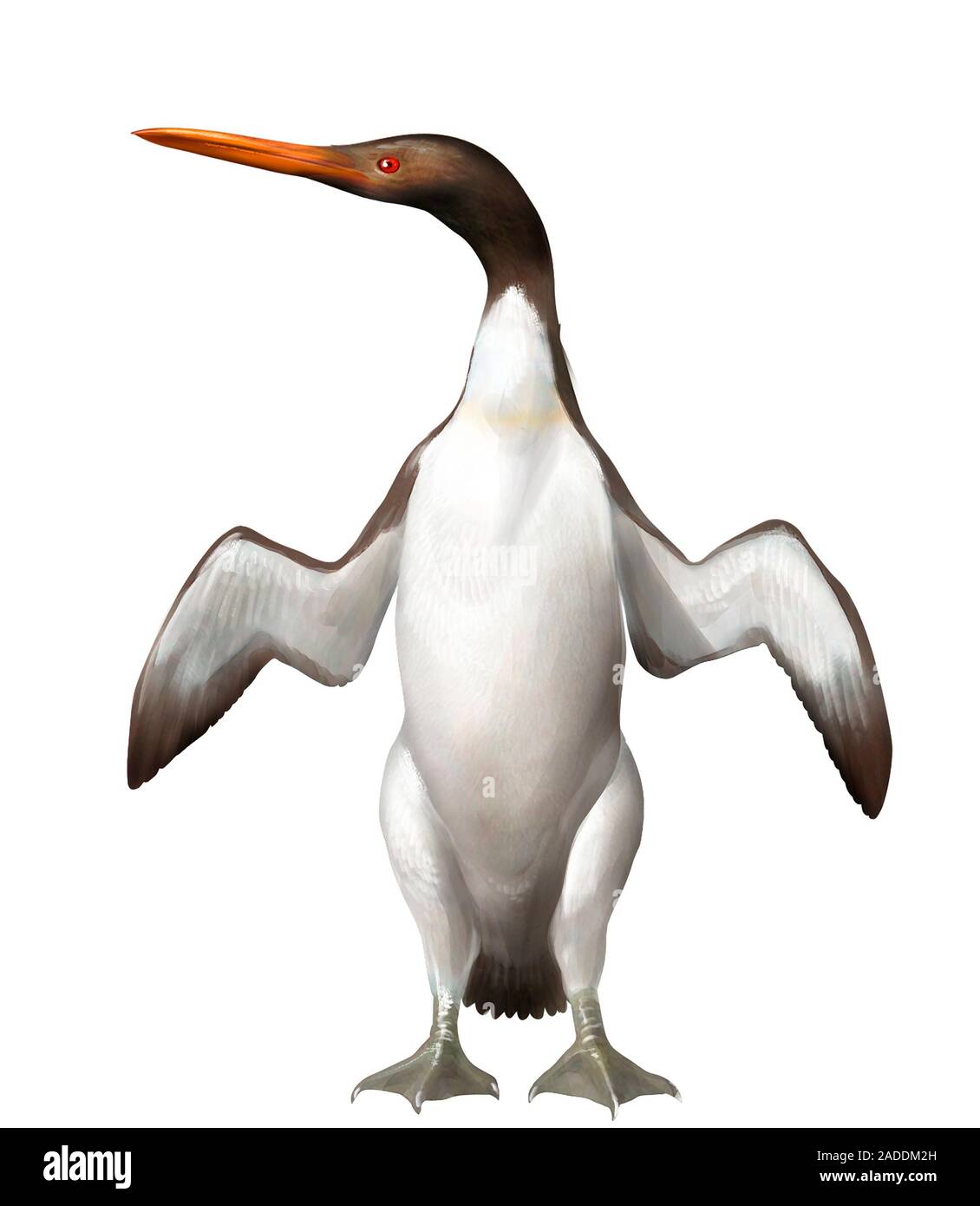 Waimanu manneringi, extinct penguin, illustration. Waimanu manneringi ...