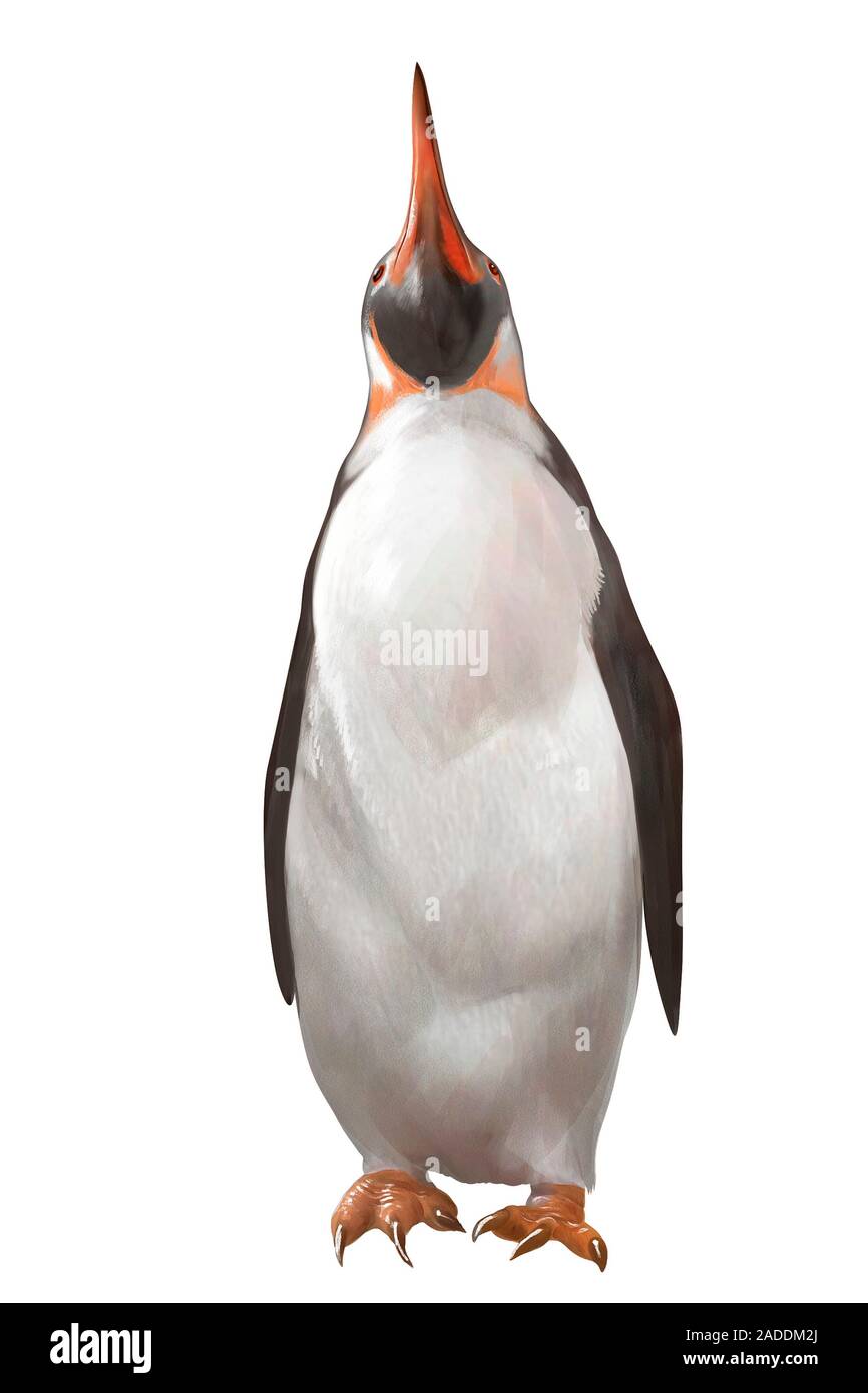 Perudyptes devriesi extinct penguin, illustration. This species lived ...