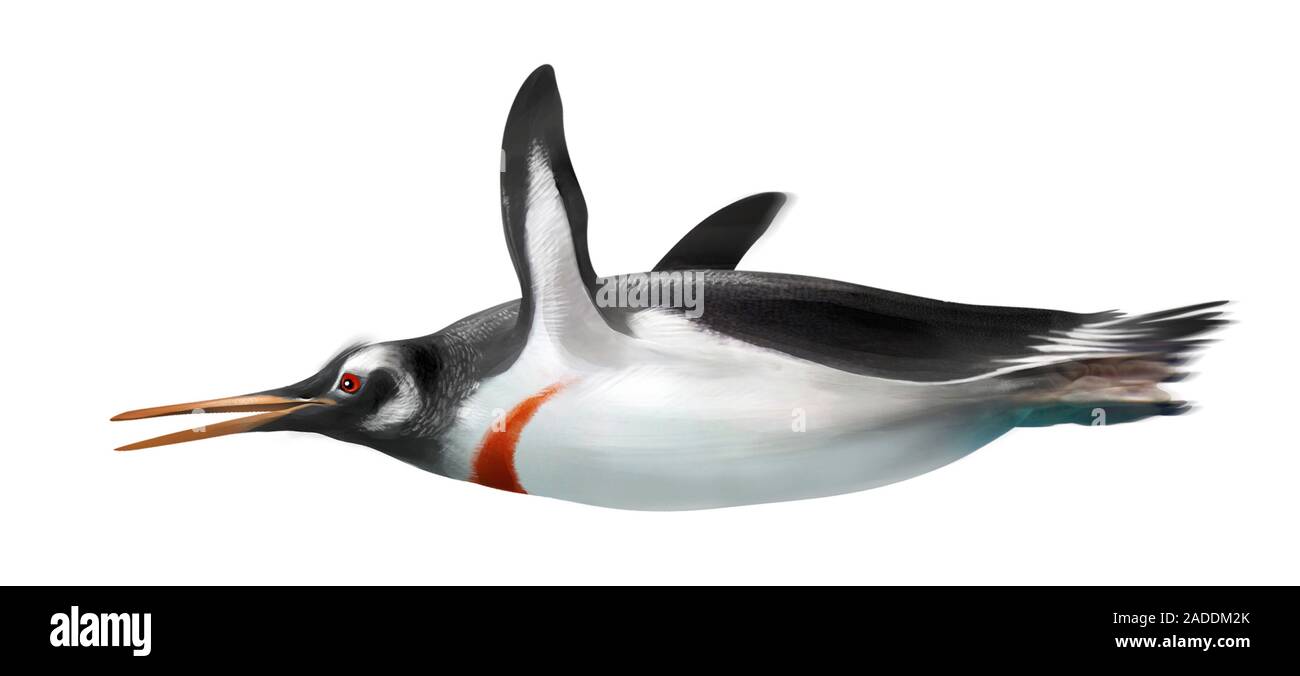 Icadyptes salasi, extinct penguin, illustration. This extinct species ...