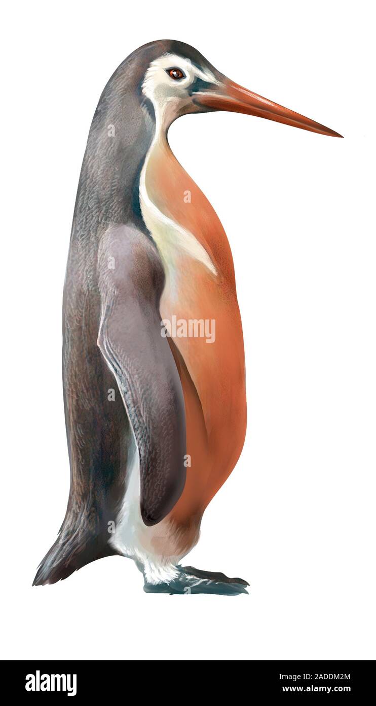 Inkayacu paracasensis, extinct penguin, illustration. This extinct ...