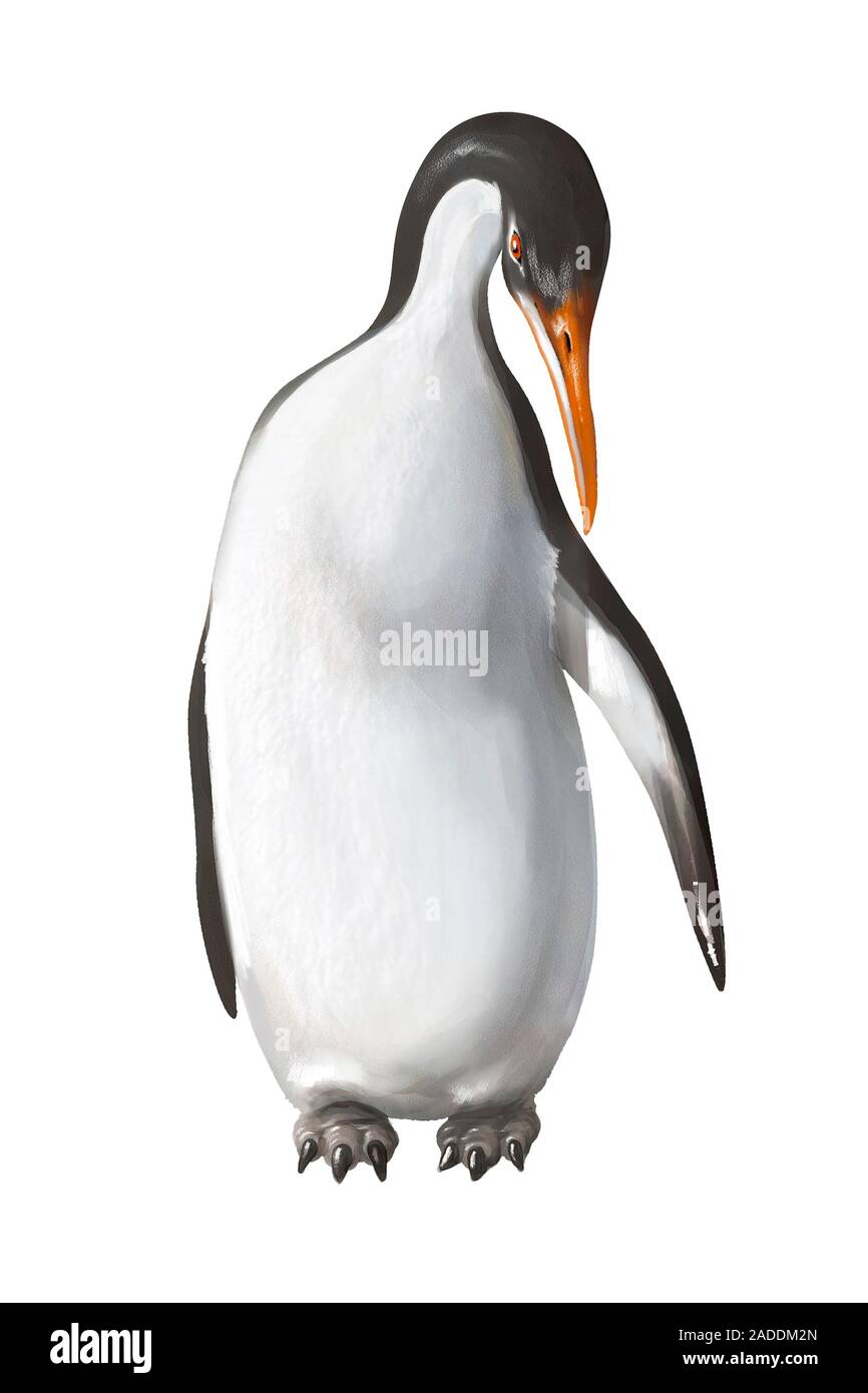 Extinct Penguin Species