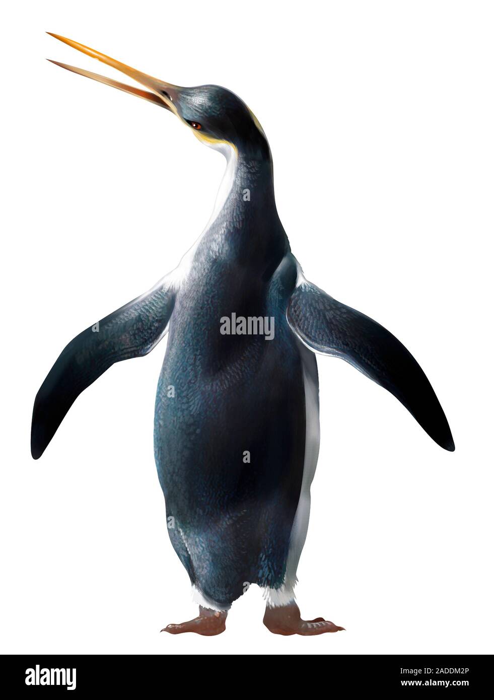 Extinct Penguin Species
