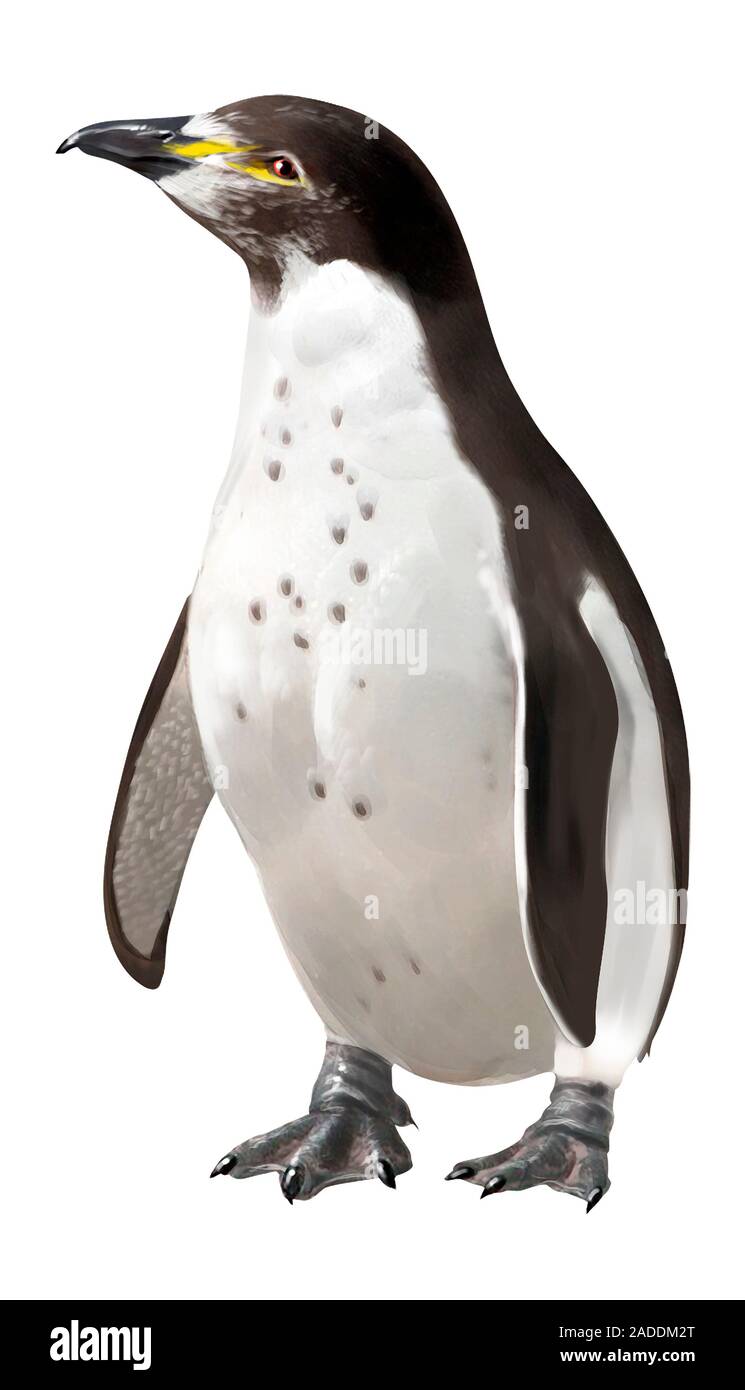 Inguza predemersus, extinct penguin, illustration. This species lived ...