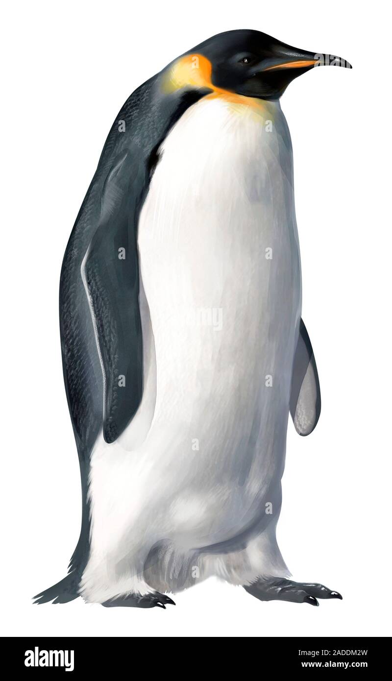 Emperor penguin (Aptenodytes forsteri), illustration. This is the ...
