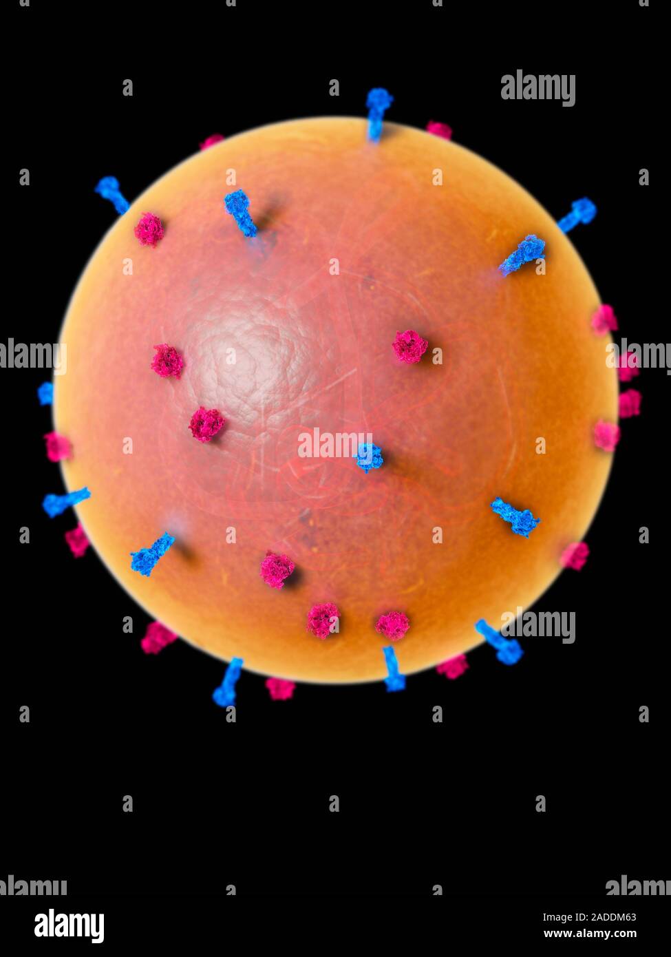Nipah virus particle. Computer illustration of a Nipah (Henipavirus sp ...