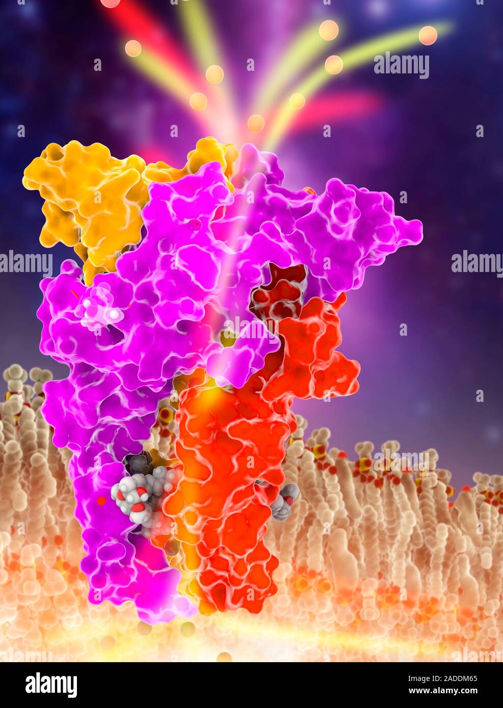 P2XR4 purine receptor molecule. Computer illustration of a molecule of ...