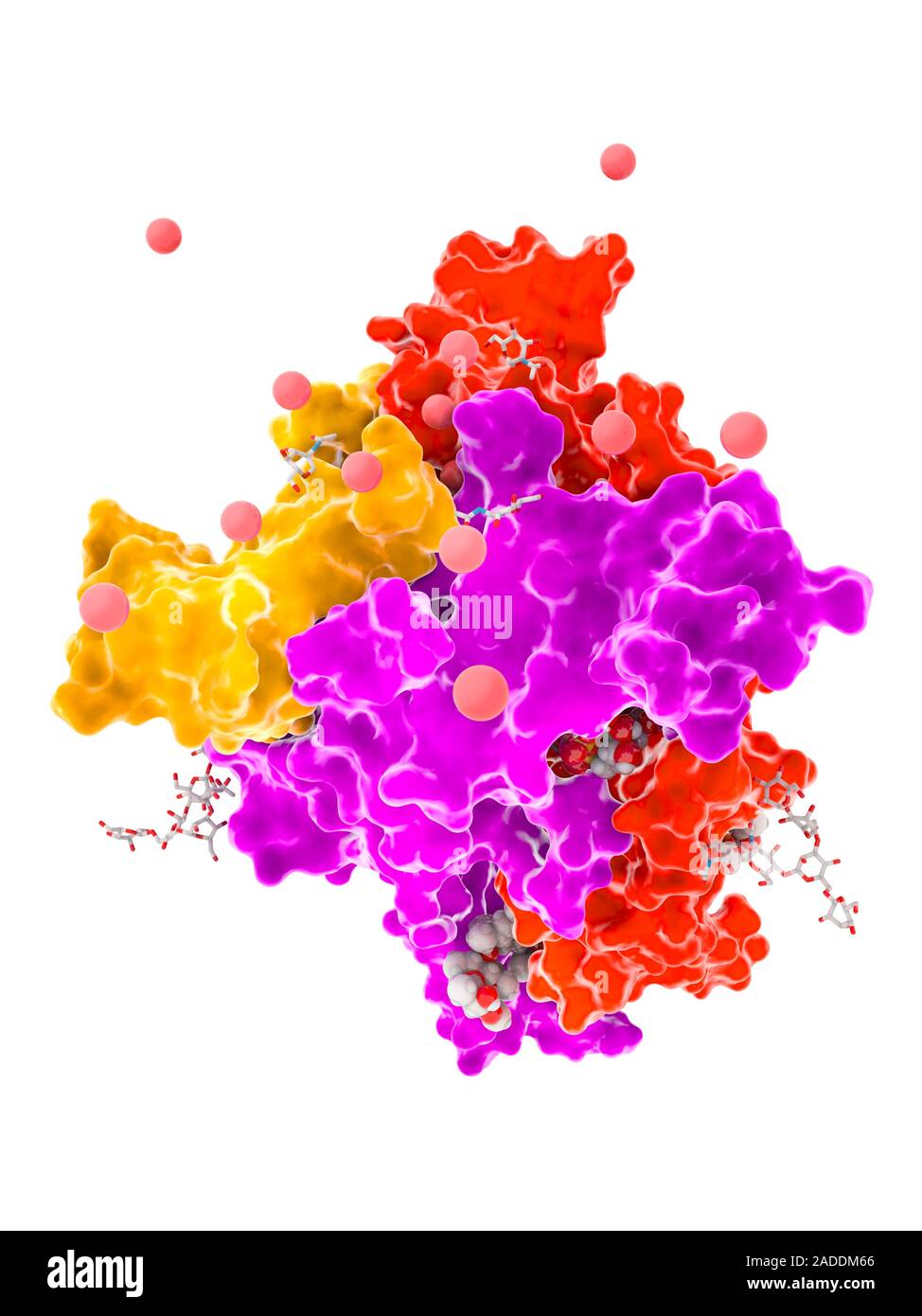 P2XR4 purine receptor molecule. Computer illustration of a molecule of ...