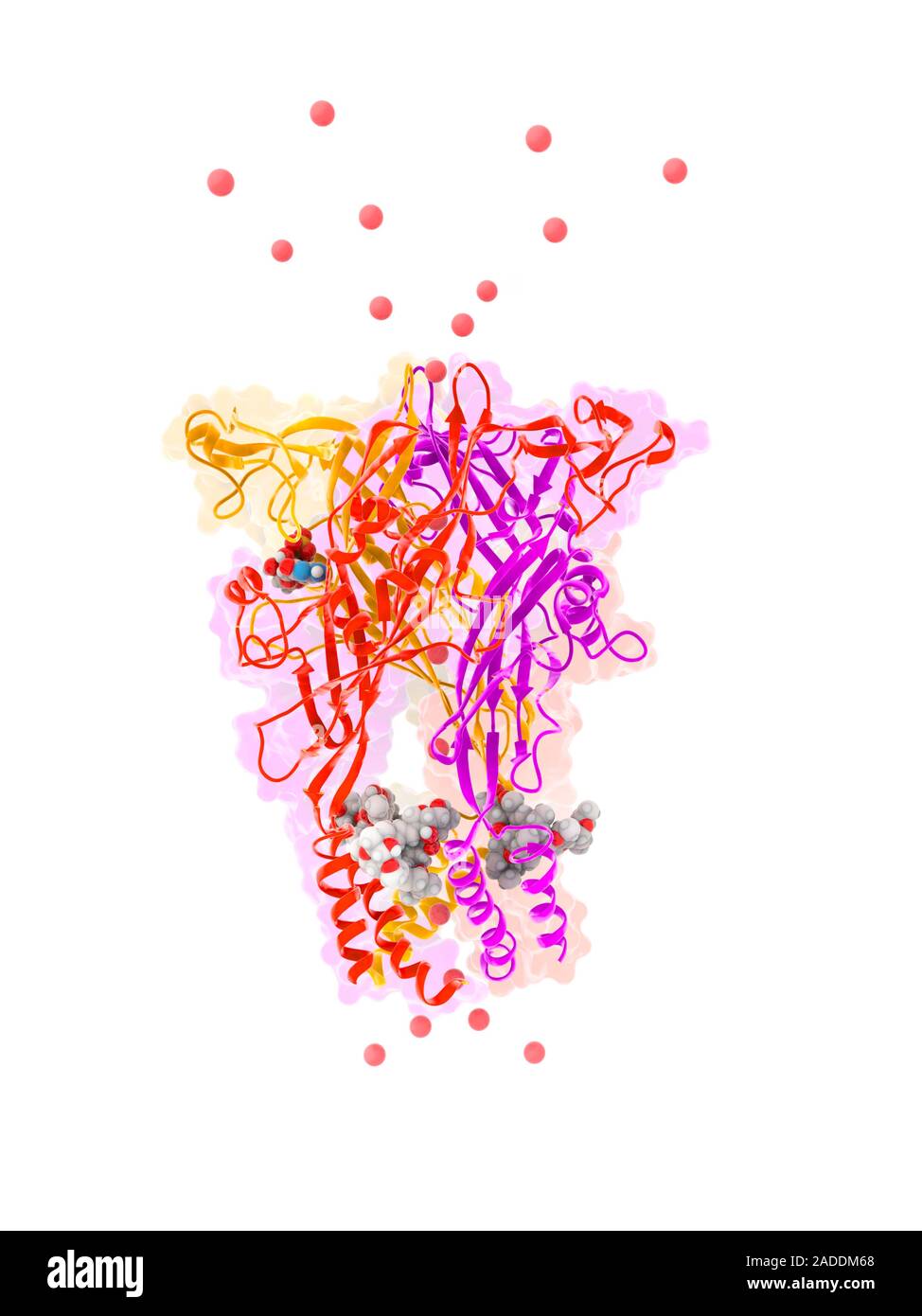 P2XR4 purine receptor molecule. Computer illustration of a molecule of ...